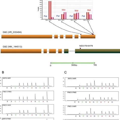 Verification For Known Imprinted Gene Nnat Also Known As Peg5 A