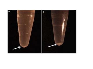 RNA Isolation Methods PPTX