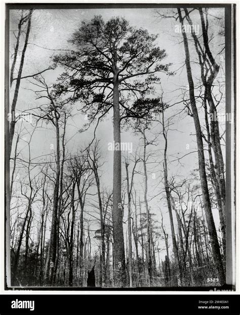 Tree Identification Form General Photographs Relating To National Forests Resource