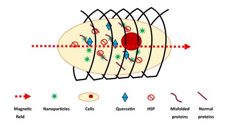 Synergistic Effect Of Quercetin And Cobalt Ferrite Graphene Oxide Based