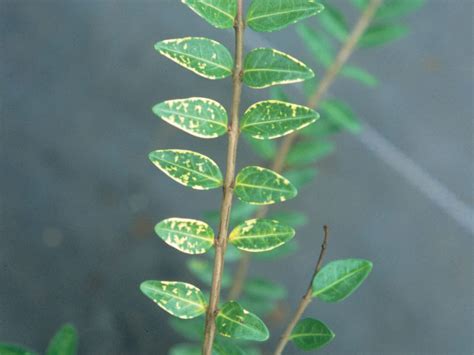 What Is A Boron Deficiency In Plants Icl Uk