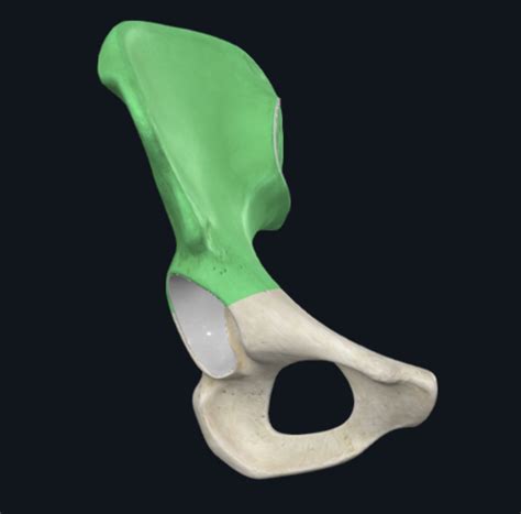 Lab Pelvis Perineum Flashcards Quizlet