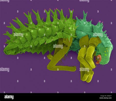 Coloured Scanning Electron Micrograph Sem Of Ladybug Larva