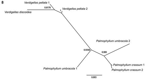 bayesian inference of phylogenetic relationships among concatenated ssu