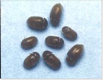シバンムシ｜お家の虫を判定する｜アース害虫駆除なんでも事典