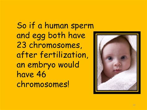 Meiosis Division Of Sex Cells Ppt Download