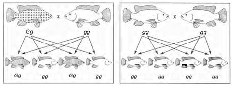 KIANMENG ORG UMT MOOC Ornamental Fish Culture Topic 6 Ornamental