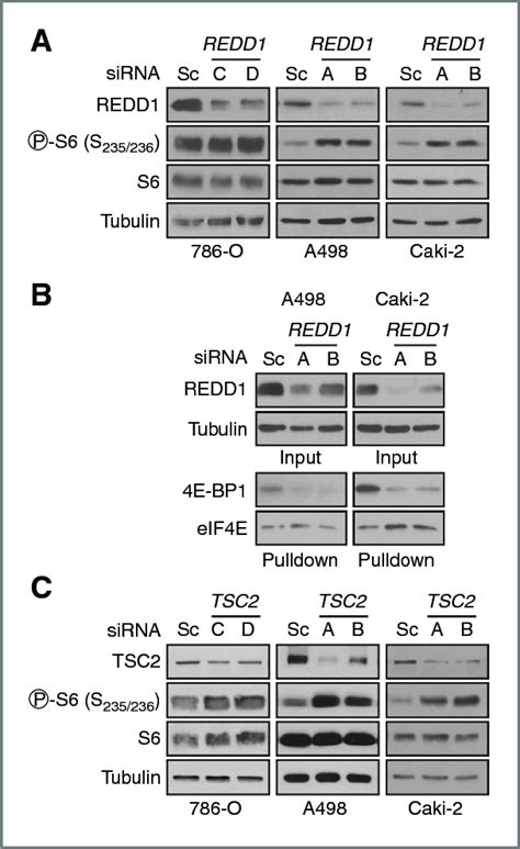 Cell Type Dependent Regulation Of Mtorc1 By Redd1 And The Tsc1 Tsc2