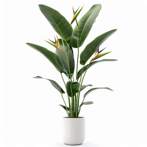 Premium Photo Indoor Plant Pot Isolated On White Background