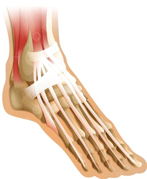 Human Foot Dorsal Metatarsal Phalanges Vector Dorsal Metatarsal