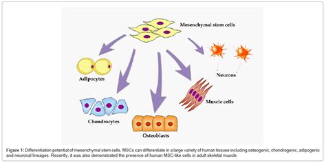 Stem Cell Research Mesenchymal Stem Cells
