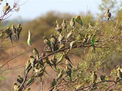 Parakeet Budgie Parrot Bird Tropical 12 Wallpapers Hd Desktop