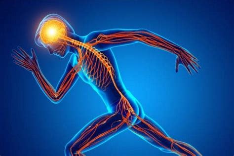 T4 Spinal Cord Injury Functions And Recovery Outlook