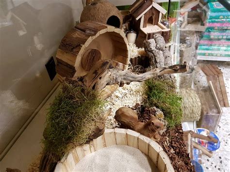Hamsterscaping Hamster Cages Hamster Diy Cage Hamster Habitat
