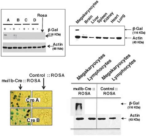 Identification Of β Galactosidase In Several Tissues Of Double