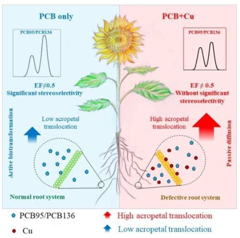 前沿科技 中科院科学家研究揭示cu Pcbs复合污染下植物对pcbs的吸收和转运机制