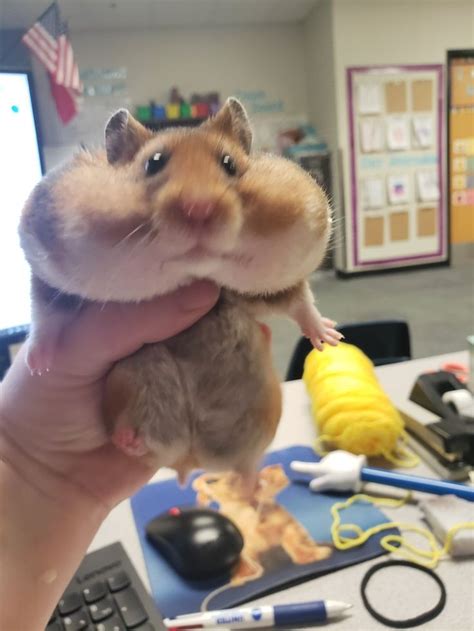 Hamster Cheeks Buffy The Hamster With Full Cheeks Eating A Banana