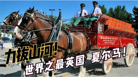 力拔山河气盖世世界最大的马英国 夏尔马 自然 动物 好看视频
