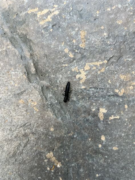What Is This Bug R Whatsthisbug