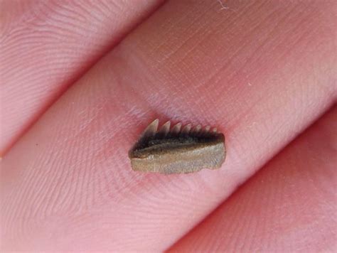 Cow Shark Hexanchus Agassizi Fossil Tooth For Sale Creeksea
