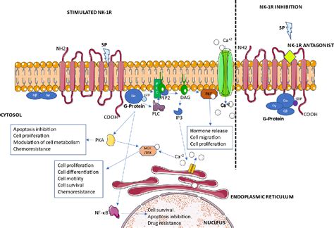 Table 2 From Neurokinin 1 Receptor Nk 1r Antagonists As A New
