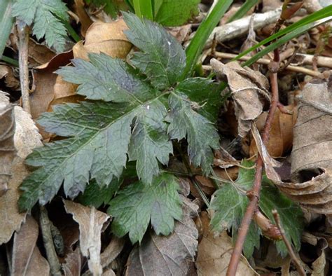 高山植物オウレンキクバオウレン