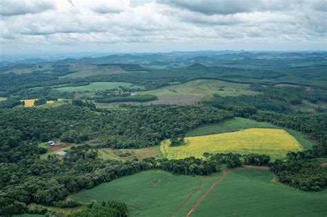 Desmatamento da Mata Atlântica atinge 2ª maior taxa dos últimos 6 anos