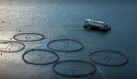 Aquabyte Casts its Machine Learning to Improve Fish Farming