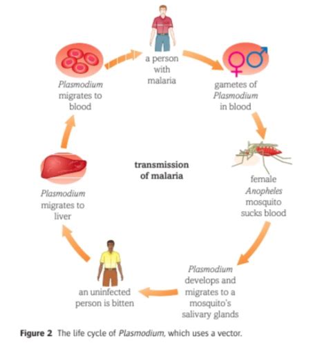 41 Communicable Diseases Flashcards Quizlet