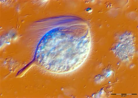 New Termite Protist Images Protists