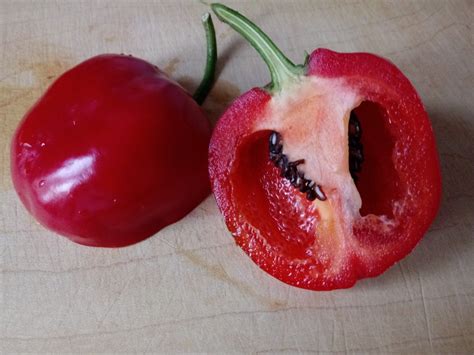 Mit Foto Pico Mucho Chiliforum Chili Pepper De