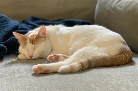 Turkish Van Cat Breed Information And Characteristics Katkin