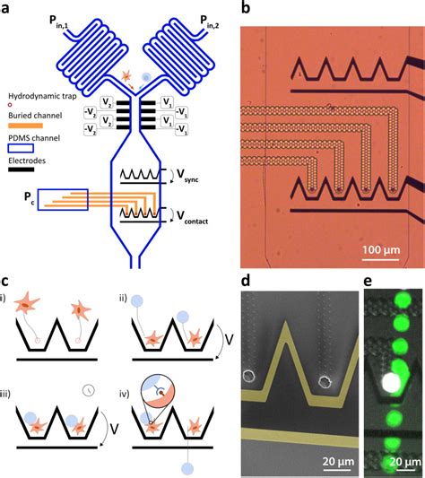 Microfluidic Device Combining Hydrodynamic And Dielectrophoretic Trapping For The Controlled