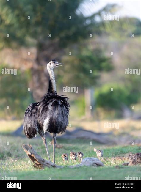 Close Up Of A Greater Rhea Rhea Americana With Chicks In Grass