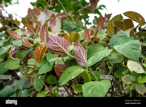 Paederia Foetida Or Skunkvine Creeper With Leaves Also Known As