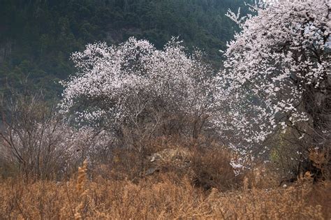 2021陕甘川藏滇9252公里踏春行——走进路边藏民家 尼洋河的博客 Photofans摄影网