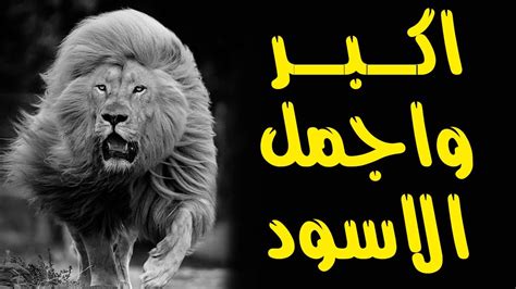 تعرف على اجمل أنواع الأسود Youtube