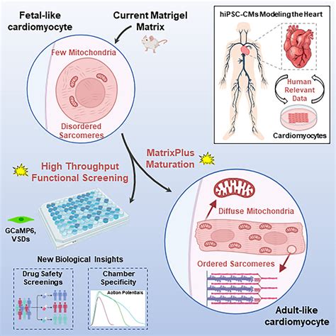 High Throughput Longitudinal Electrophysiology Screening Of Mature Chamber Specific Hipsc Cms