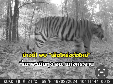 Photo Gallery ข่าวดี พบ “เสือโคร่งตัวใหม่” ที่เขาพะเนินทุ่ง อช แก่งกระจาน