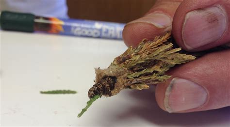 How To Control Bagworms In Your Landscape Good Earth Garden Center