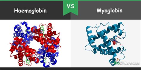 Difference Between Haemoglobin And Myoglobin Bio Differences