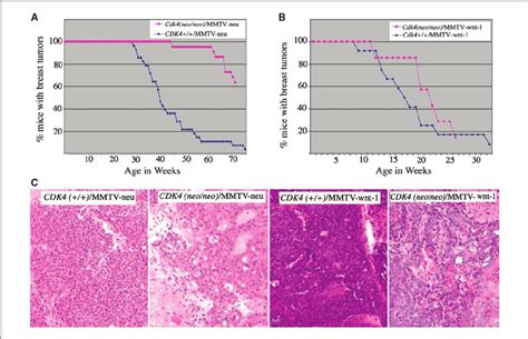 Loss Of Cdk4 Results In Reduced And Delayed Tumor Incidence In