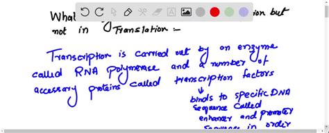 Solved What Enzyme In Prokaryotesisynthesizes Rna During Replication Dna Iopoisomerase Rna Not