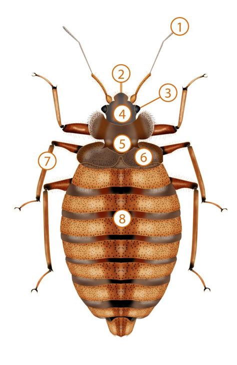 Bed Bugs Wings