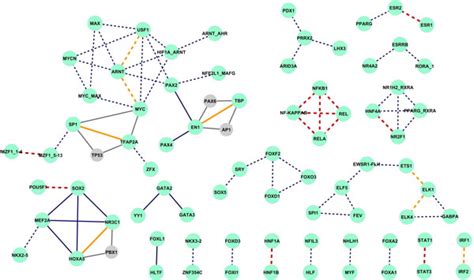 Predicted Network Of Tf Interactions Network Of The Predicted Tf