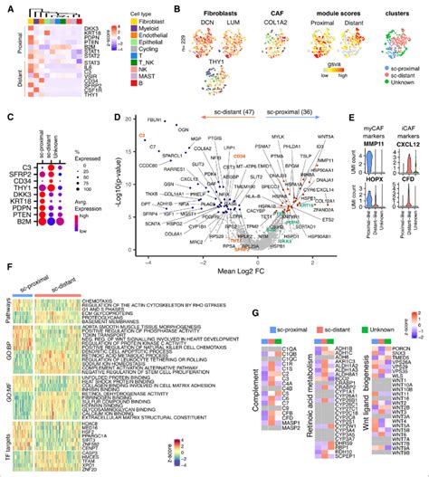 Proximal And Distal Fibroblast Populations Identified In Single Cell Download Scientific
