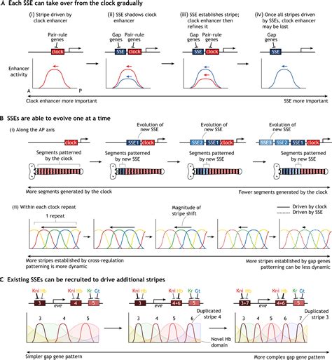 Arthropod Segmentation Development The Company Of Biologists