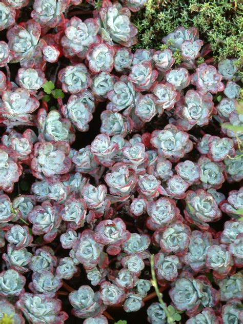 All Plants Sedum Spathulifolium The Beth Chatto Gardens