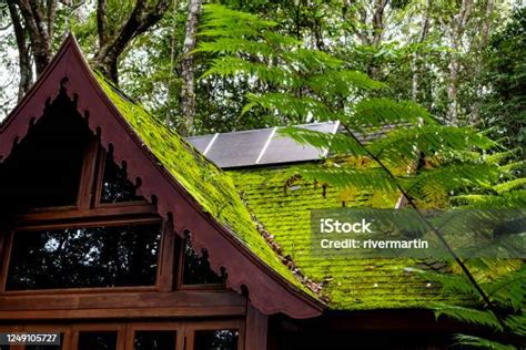 큰 나무 아래에 있는 녹색 이끼로 덮인 지붕 대상 포진이 있는 버려진 목조 건물 오른쪽에 있는 고사리 나무 자연에 대한 스톡 사진 및 기타 이미지 Istock