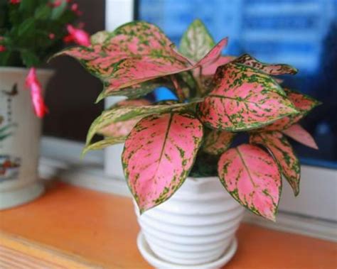 3种绿植适合家养盆栽叶大挺拔有格调观叶更比赏花强